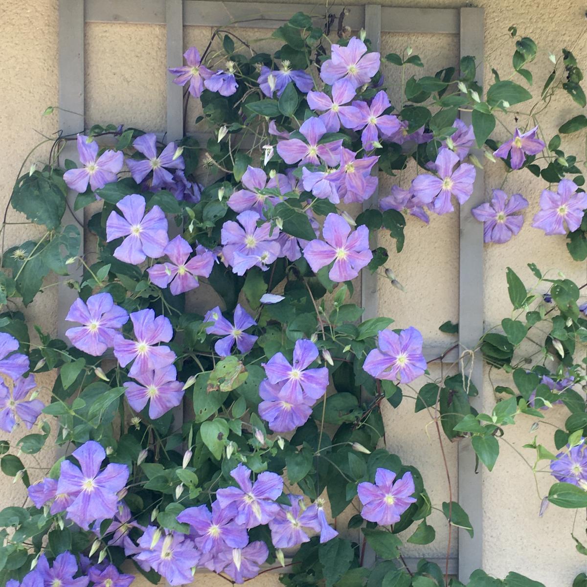 Clématite Arabella – Clematis, reine des lianes à grosses fleurs bleu