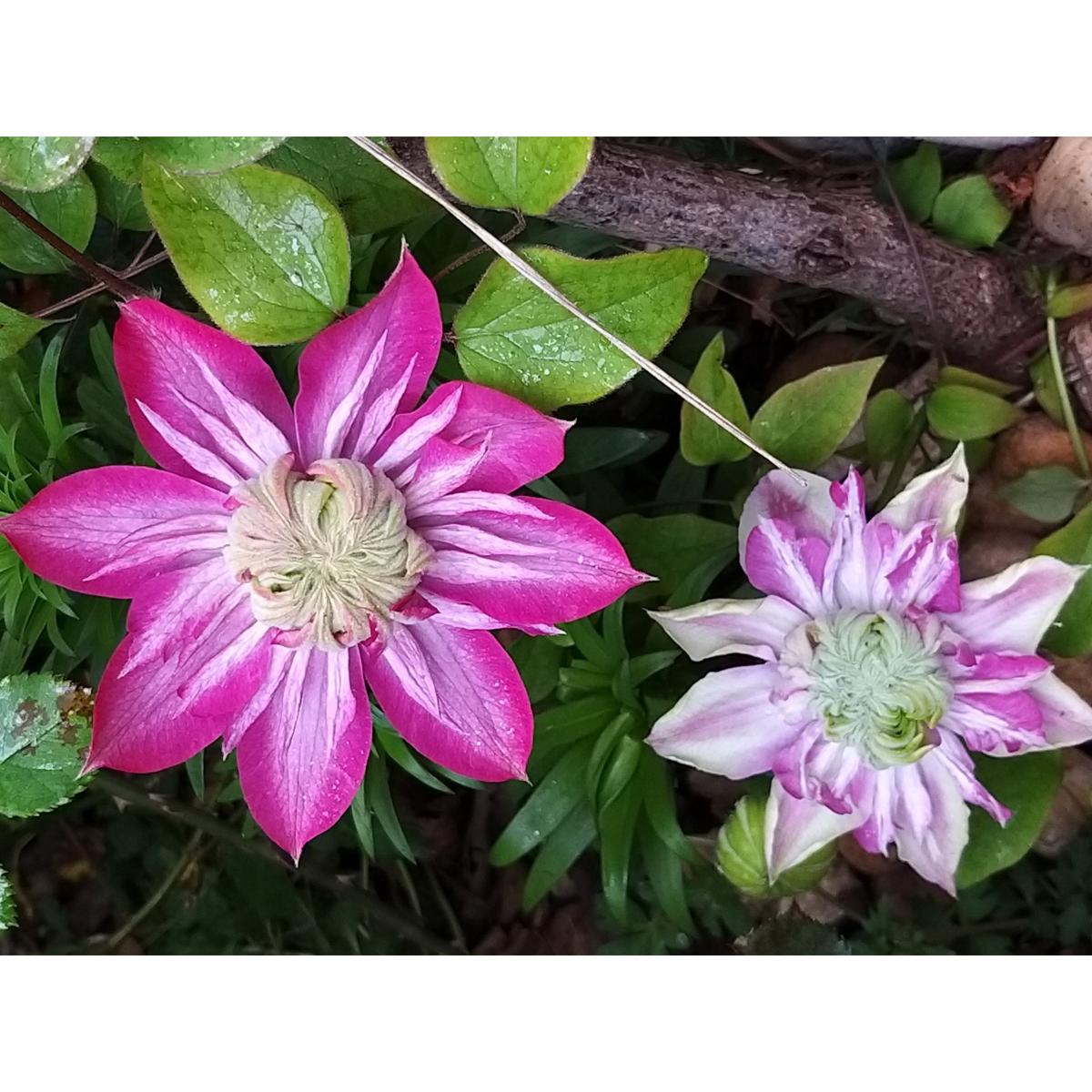 Clématite Kaiser (Empereur) - Clematis aux grandes fleurs rose vif
