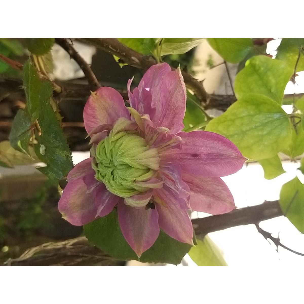 Clématite Kaiser (Empereur) - Clematis aux grandes fleurs rose vif
