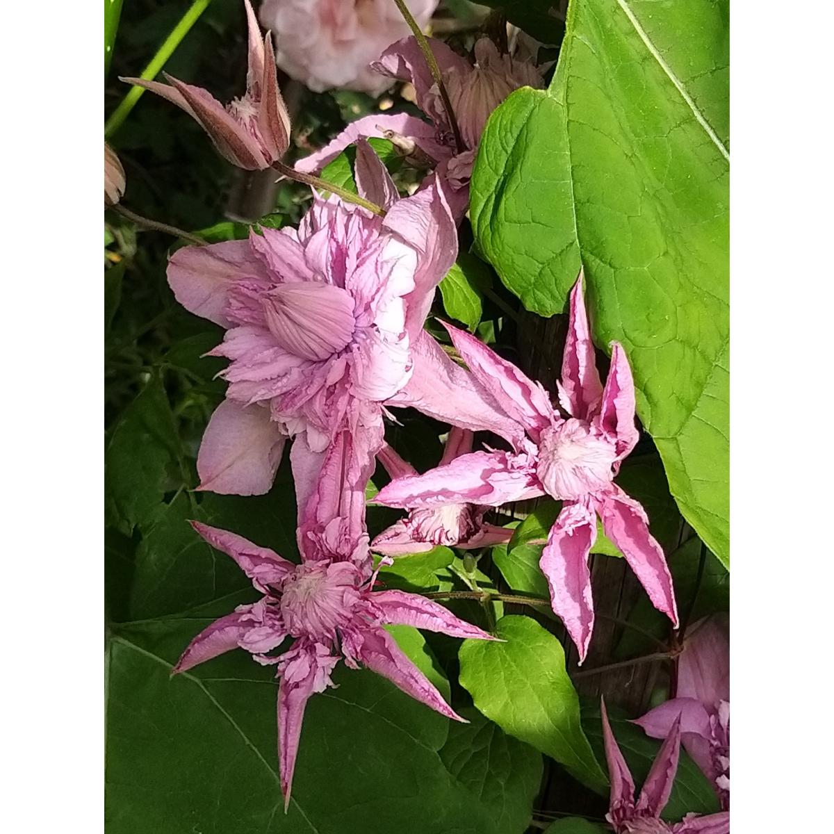 Clematis Multi Pink - Clématite à grandes fleurs roses et ébouriffées