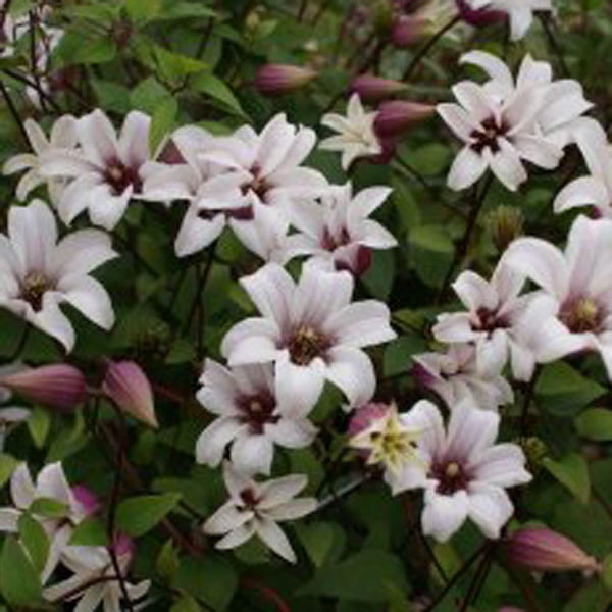 Clématite Princess Kate – Clematis texensis à tulipes blanches pourpres