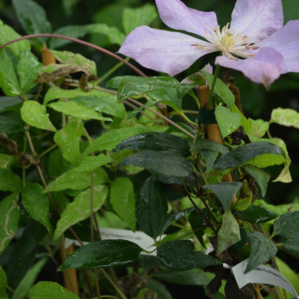 Clématite Proteus - Clematis précoce à grandes fleurs rose lilas