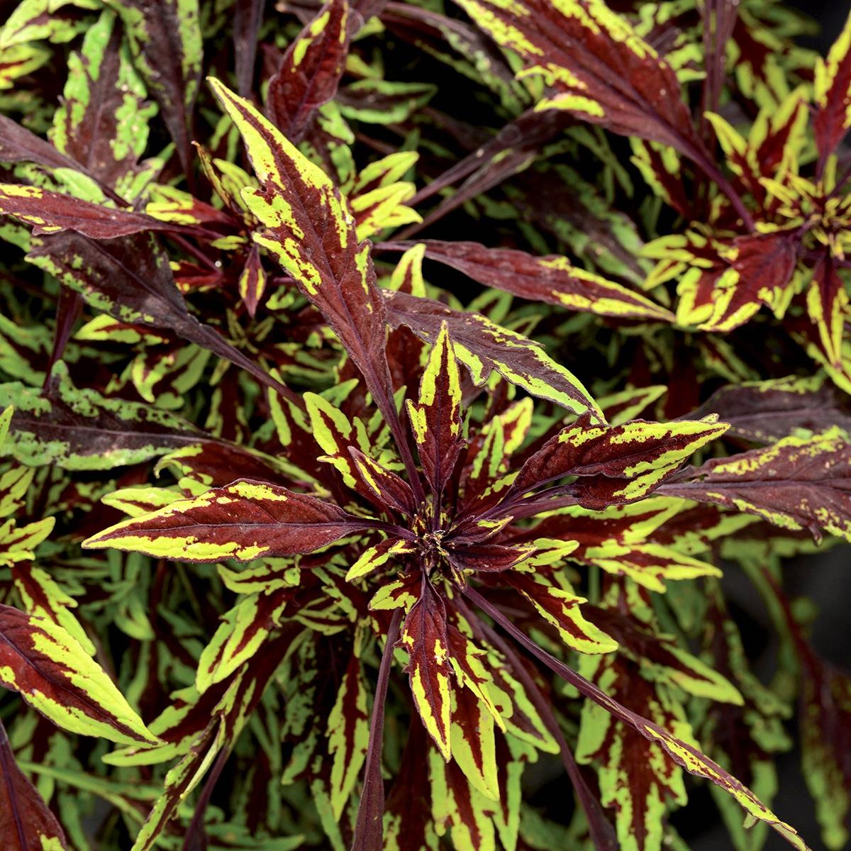 Coleus FlameThrower Chipotle - Solenostemon scutellarioides - Variété ...