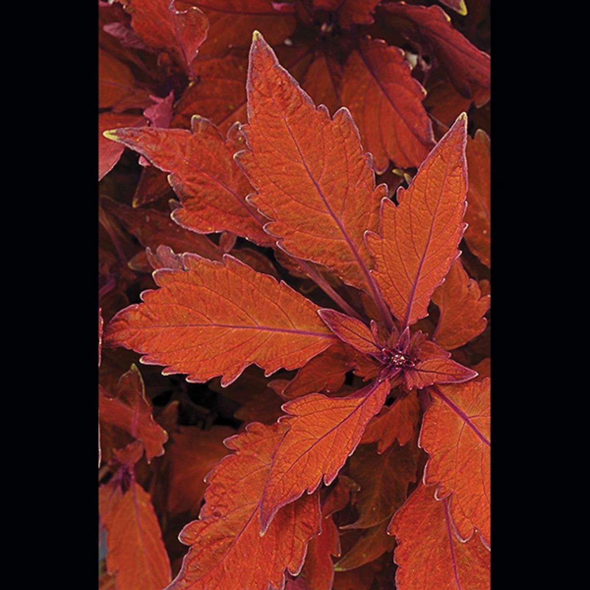 Coleus FlameThrower Habanero - Solenostemon scutellarioides compact ...