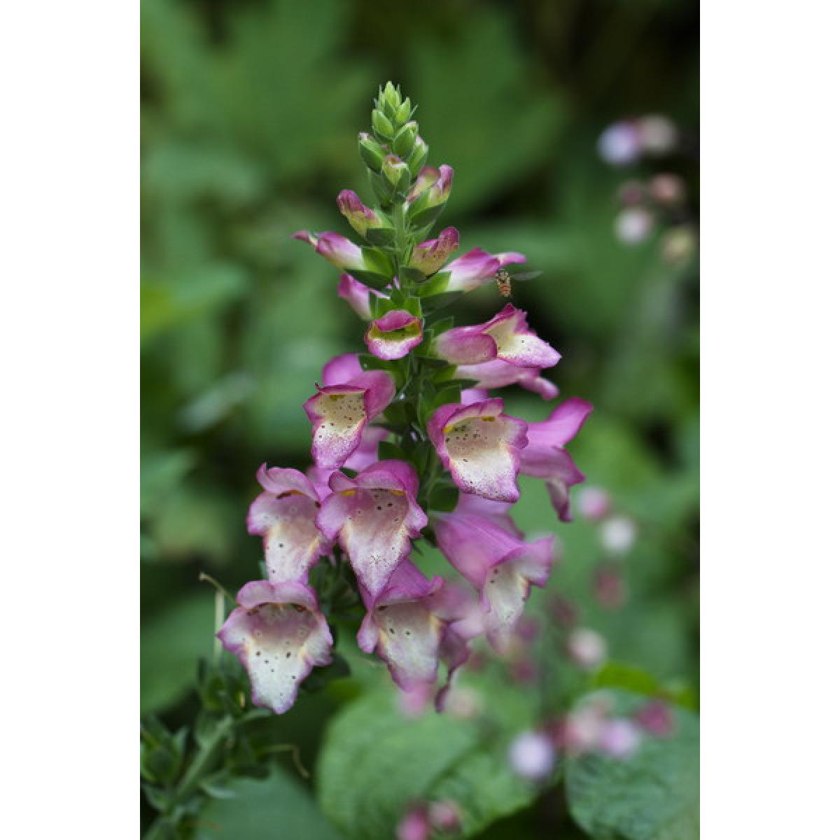 Collection de 3 Digiplexis Illumination - Superbe trio, rassemblant 3 ...