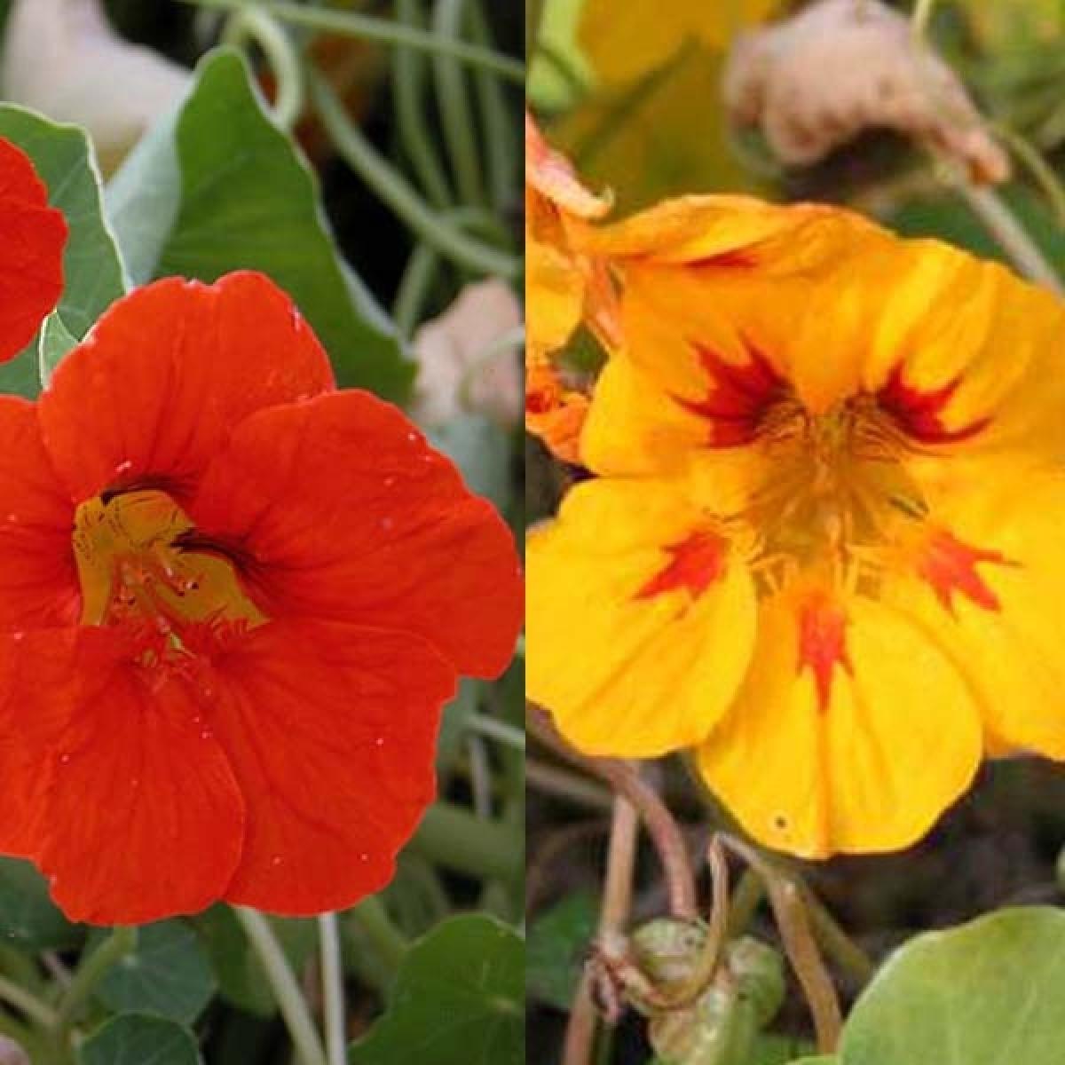Collection de 5 Grande Capucine (tropaeolum Majus)