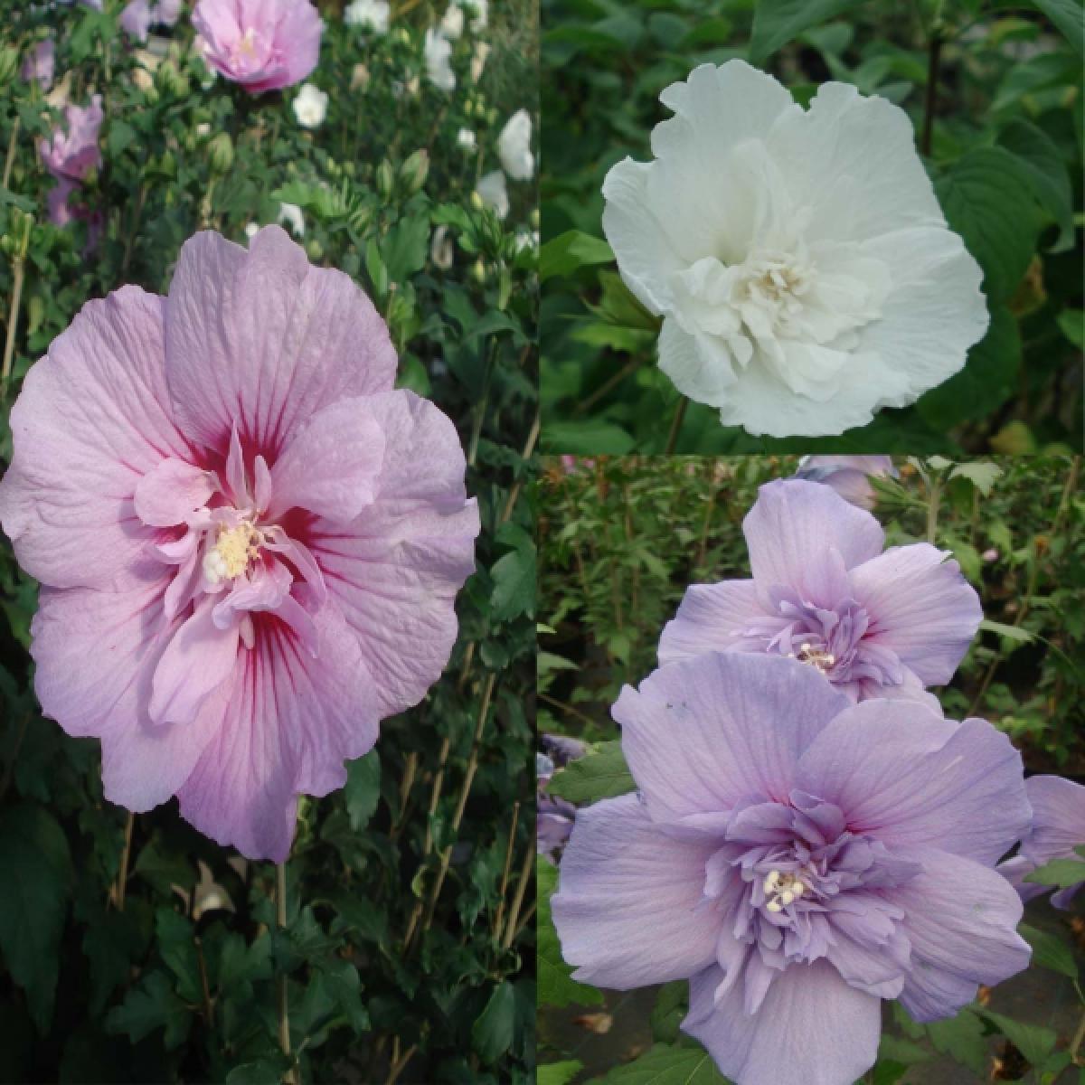 Collection de 3 Hibiscus rustiques pour le jardin aux grandes fleurs ...