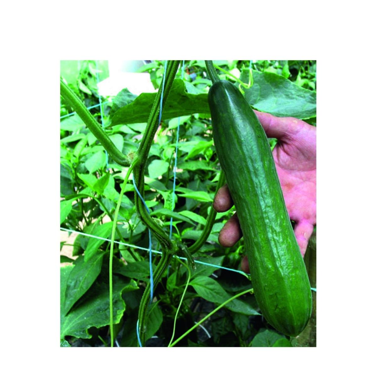 Concombre long Gynial F1 en plants GREFFES - Concombre lisse - Cucumis ...