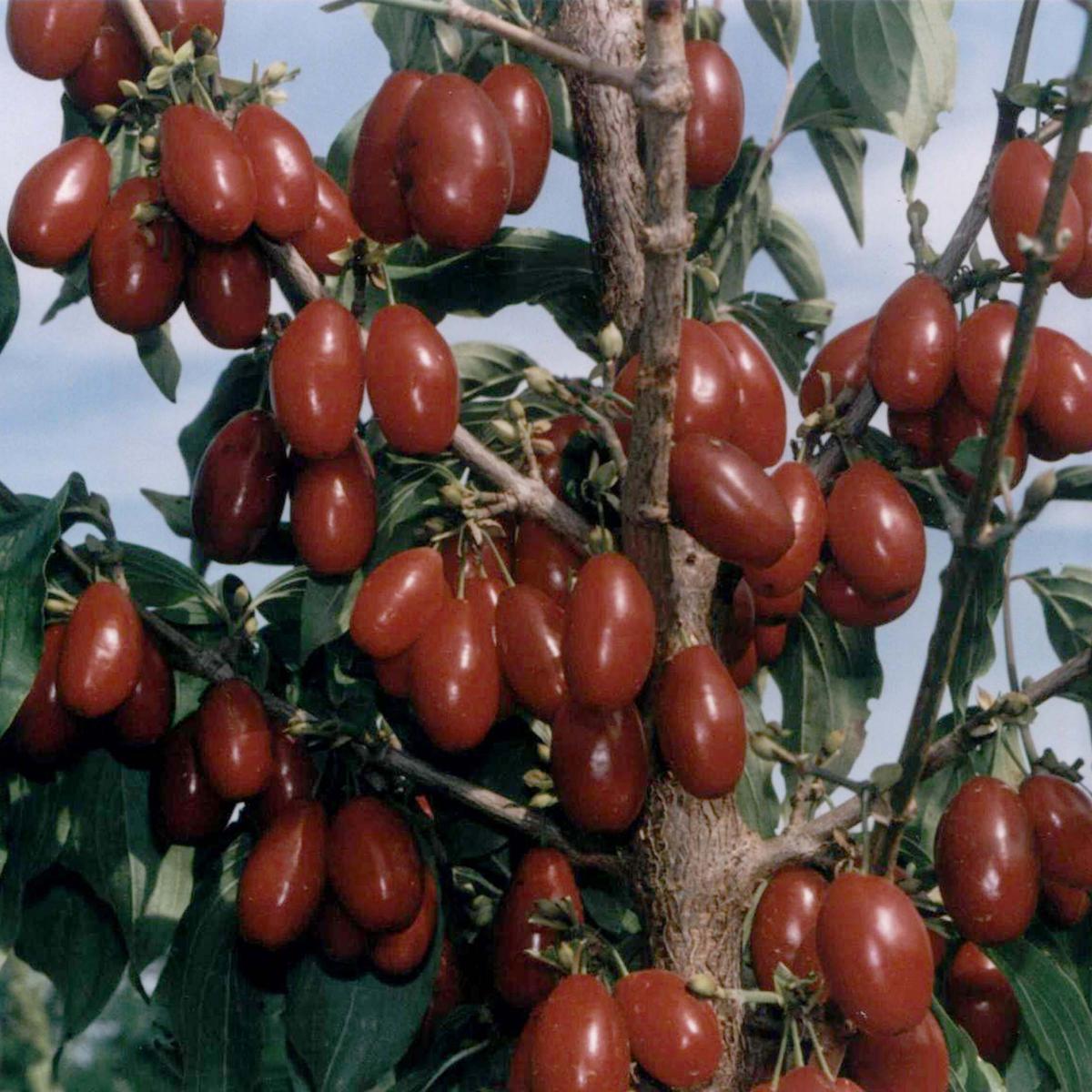 Cornus mas Jolico - Cornouiller mâle aux gros fruits rouges sucrés