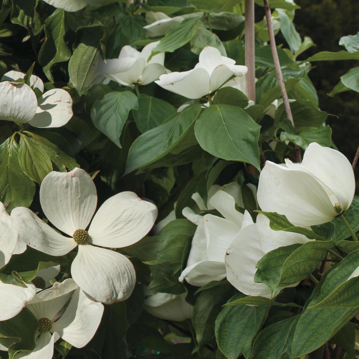 Cornus kousa Venus - Cornouiller du Japon à très grandes fleurs blanches