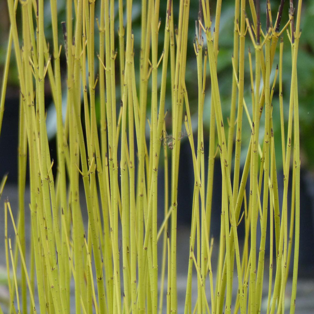Cornus stolonifera Flaviramea - Cornouiller blanc à bois jaune vif