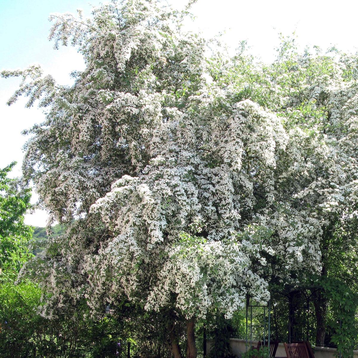 Crataegus monogyna - Aubépine blanche arbre aux fleurs très parfumées