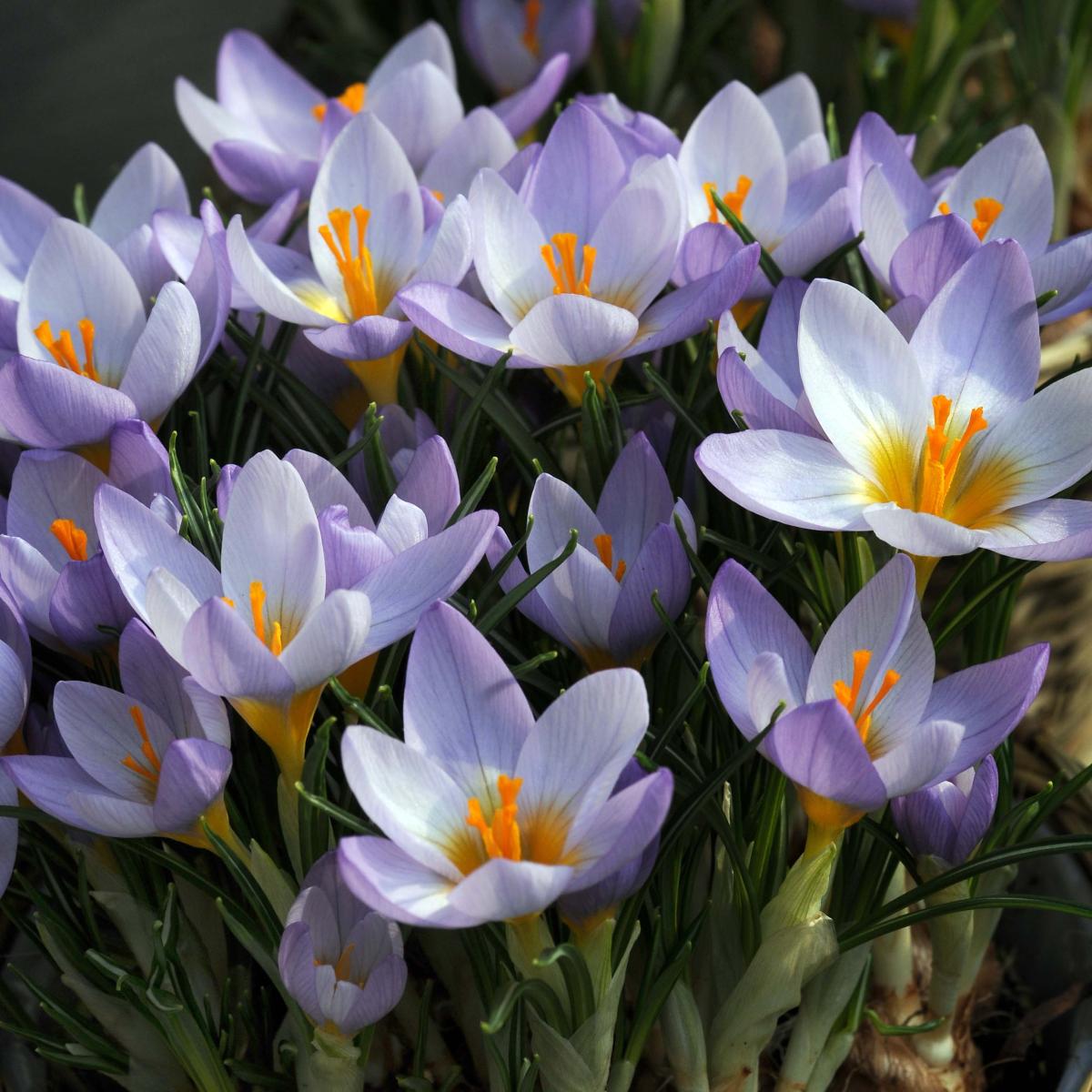 Crocus sieberi Firefly - Bulbes à fleurs bleu ciel, coeur doré.