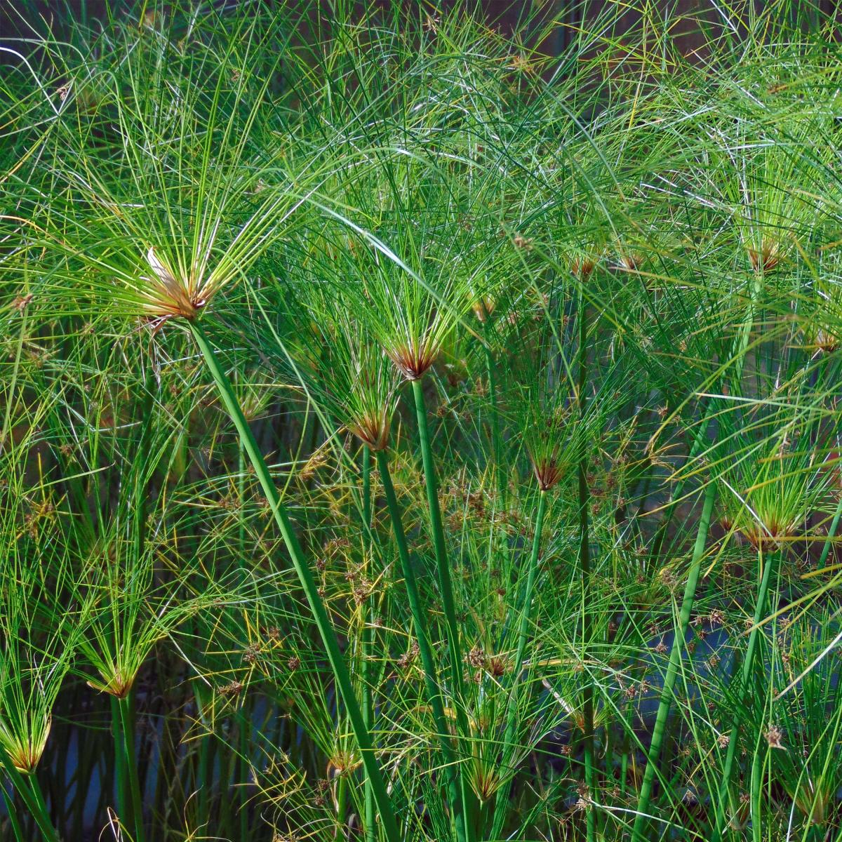 Cyperus papyrus Akhenaton - Papyrus du Nil aux longues tiges.