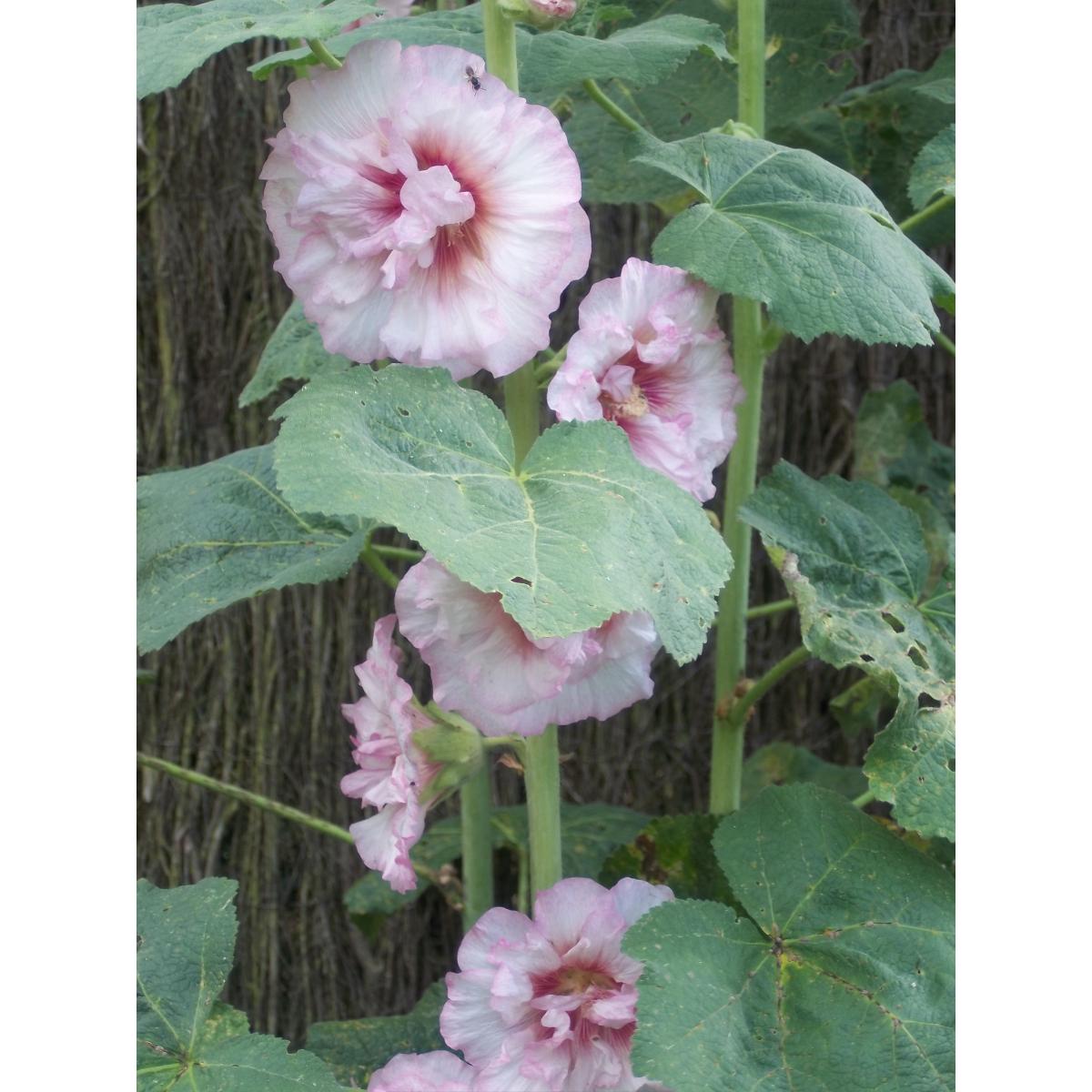 Rose Trémière en mélange - Alcea rosea simplex - Une vivace charmante