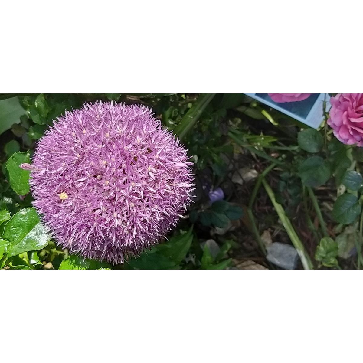 Allium Pinball Wizard - Ail d'ornement - Bulbeuse aux fleurs rose-mauve