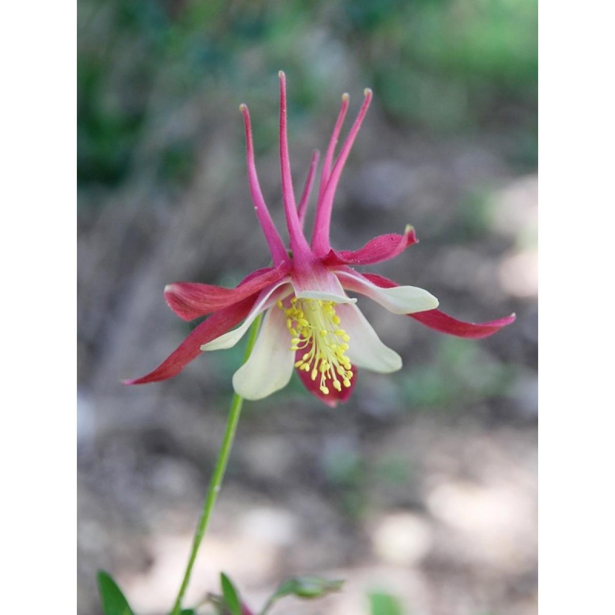 Ancolie Crimson Star - Aquilegia vulgaris - Ancolie des jardins