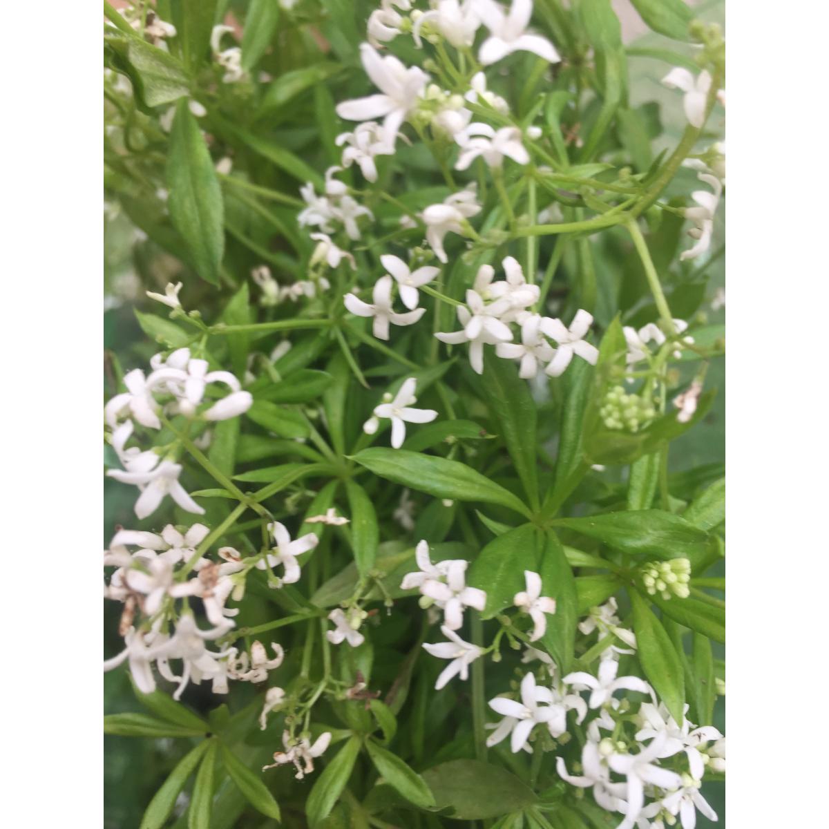 Aspérule odorante - Galium odoratum - Plante médicinale couvre sol