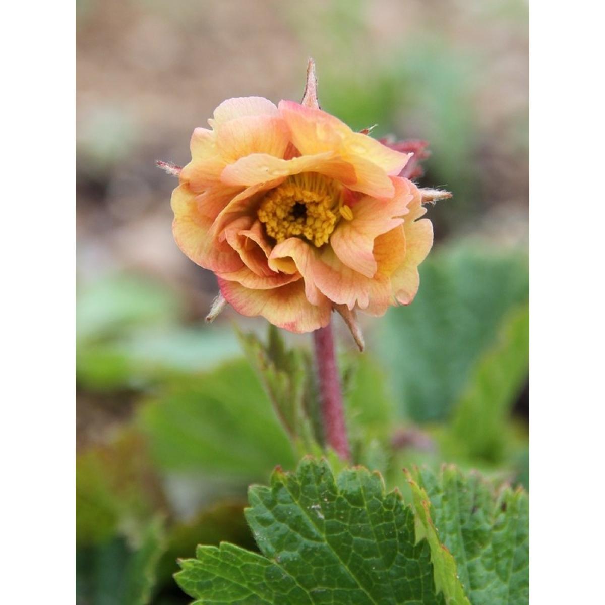 Geum Cosmopolitan - Benoîte blanc pêche