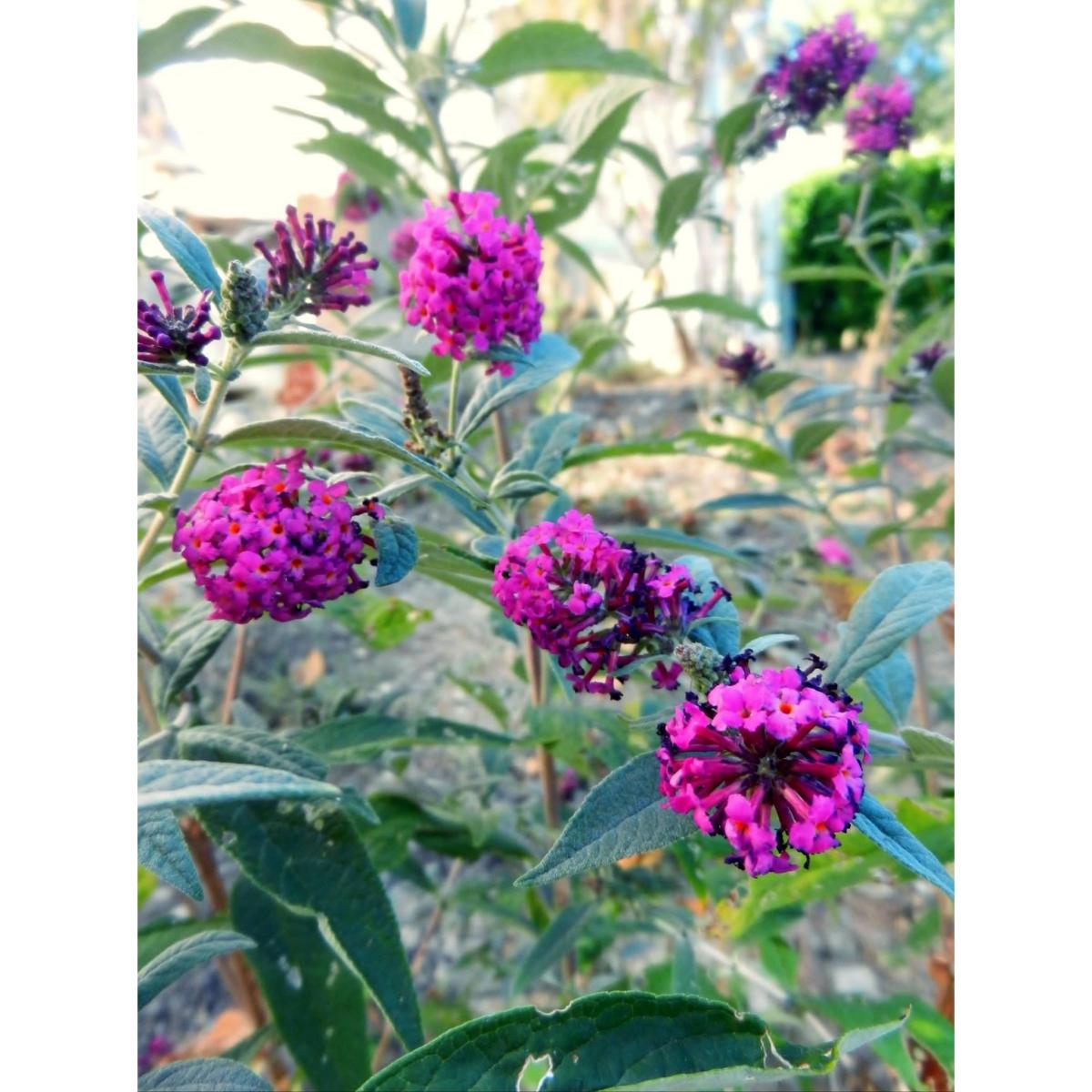 Buddleia Miss Ruby - Arbre à papillons compact à fleurs rose vif