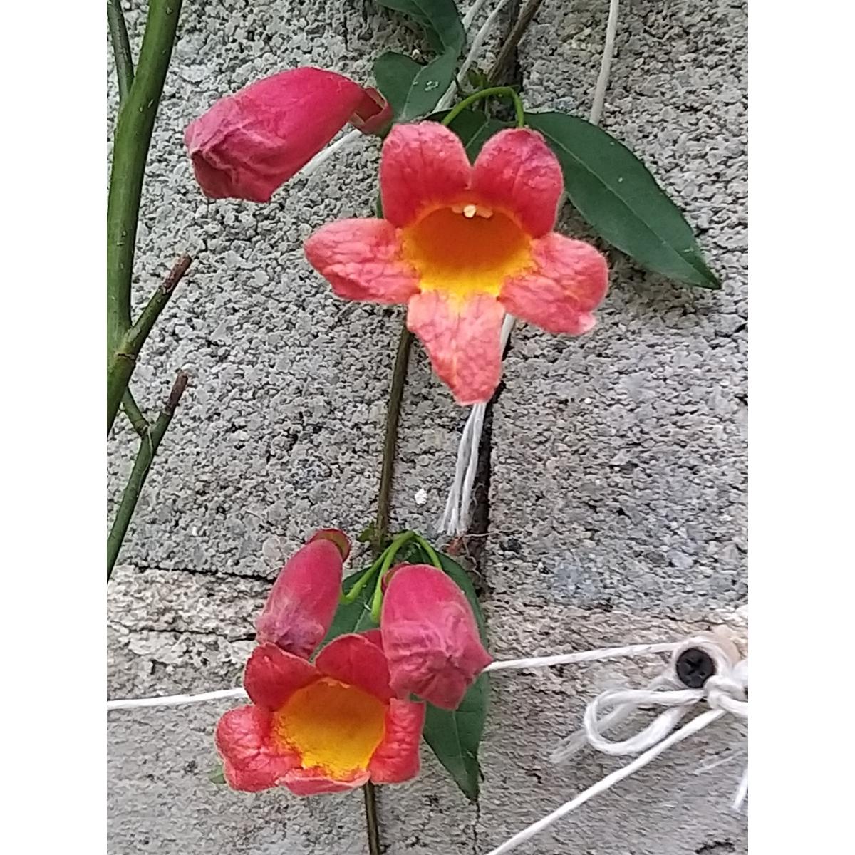 Bignonia capreolata Tangerine Beauty - Bignone à vrilles, parfumée