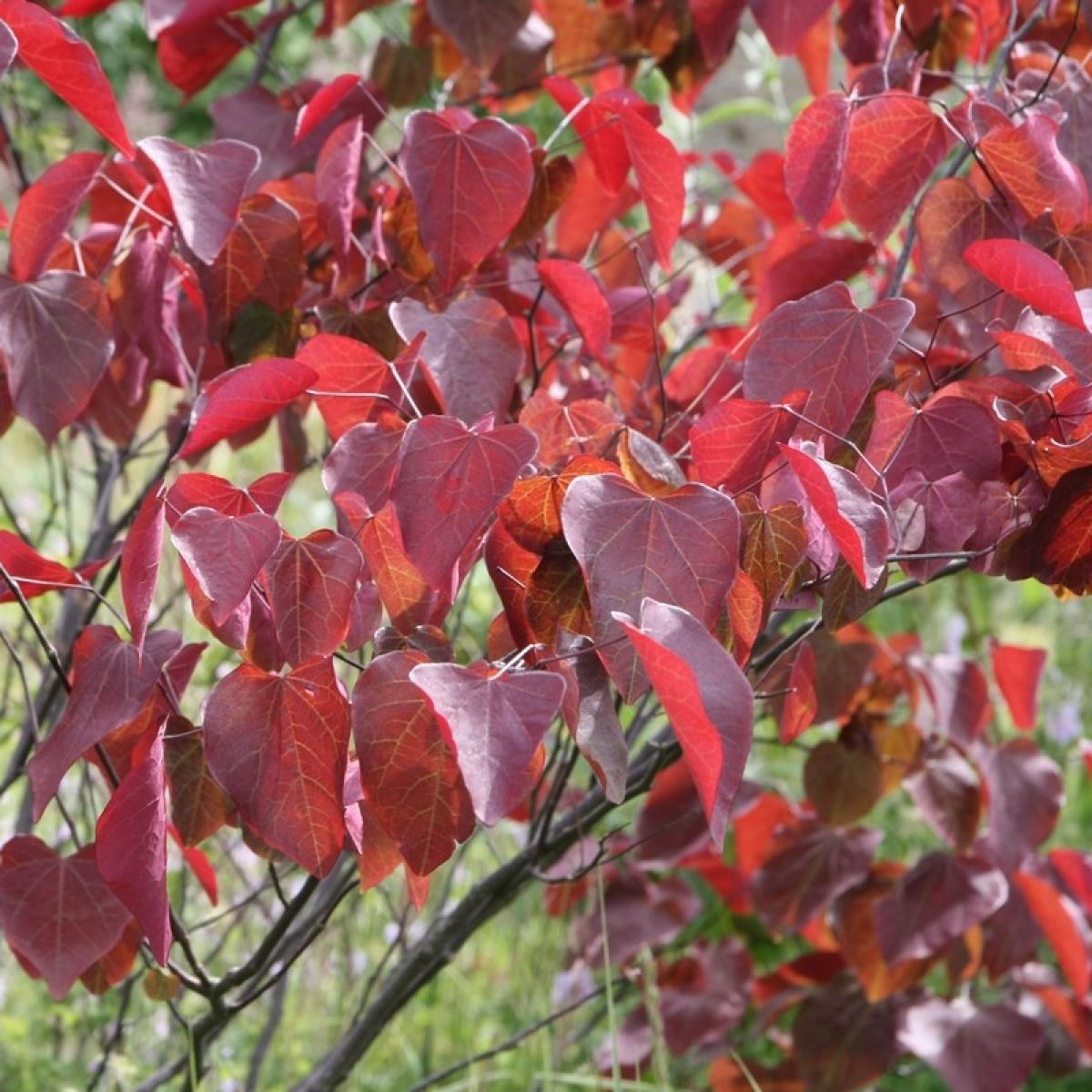 Cercis canadensis Forest Pansy - Arbre de Judée pourpre, remarquable