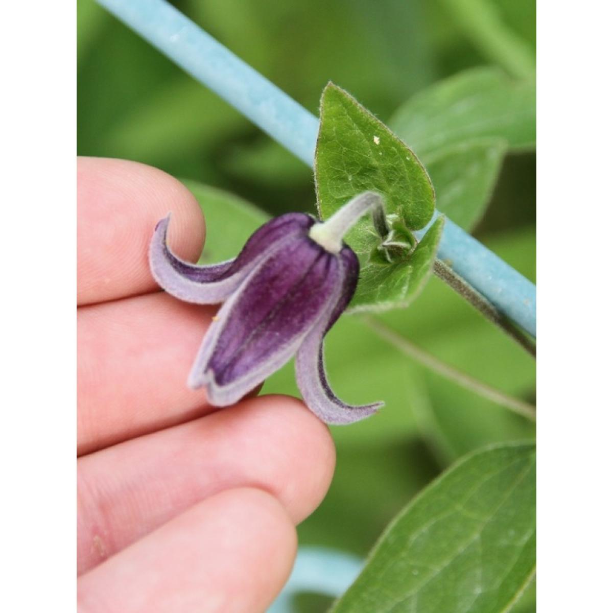 Clématite Fascination – Clematis integrifolia aux clochettes violettes