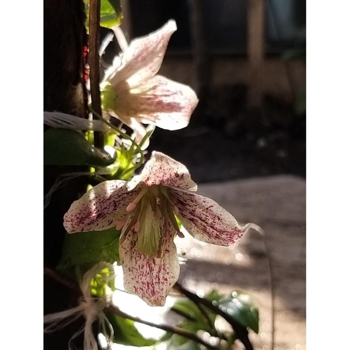 Clématite de Noël Advent Bells - Clematis cirrhosa à floraison hivernale