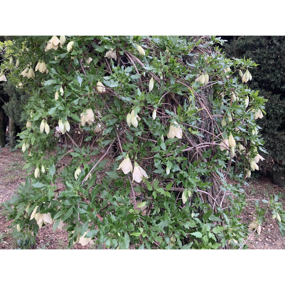 Clématite de Noël Winter Parasol - Clematis cirrhosa blanc-crème et rose