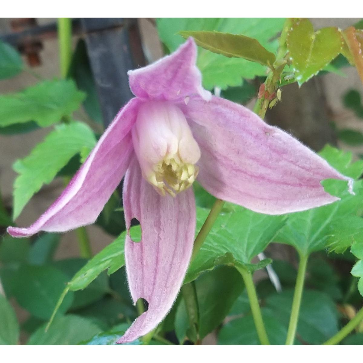 Clématite de Columelle - Clematis Columella à clochettes roses et crème