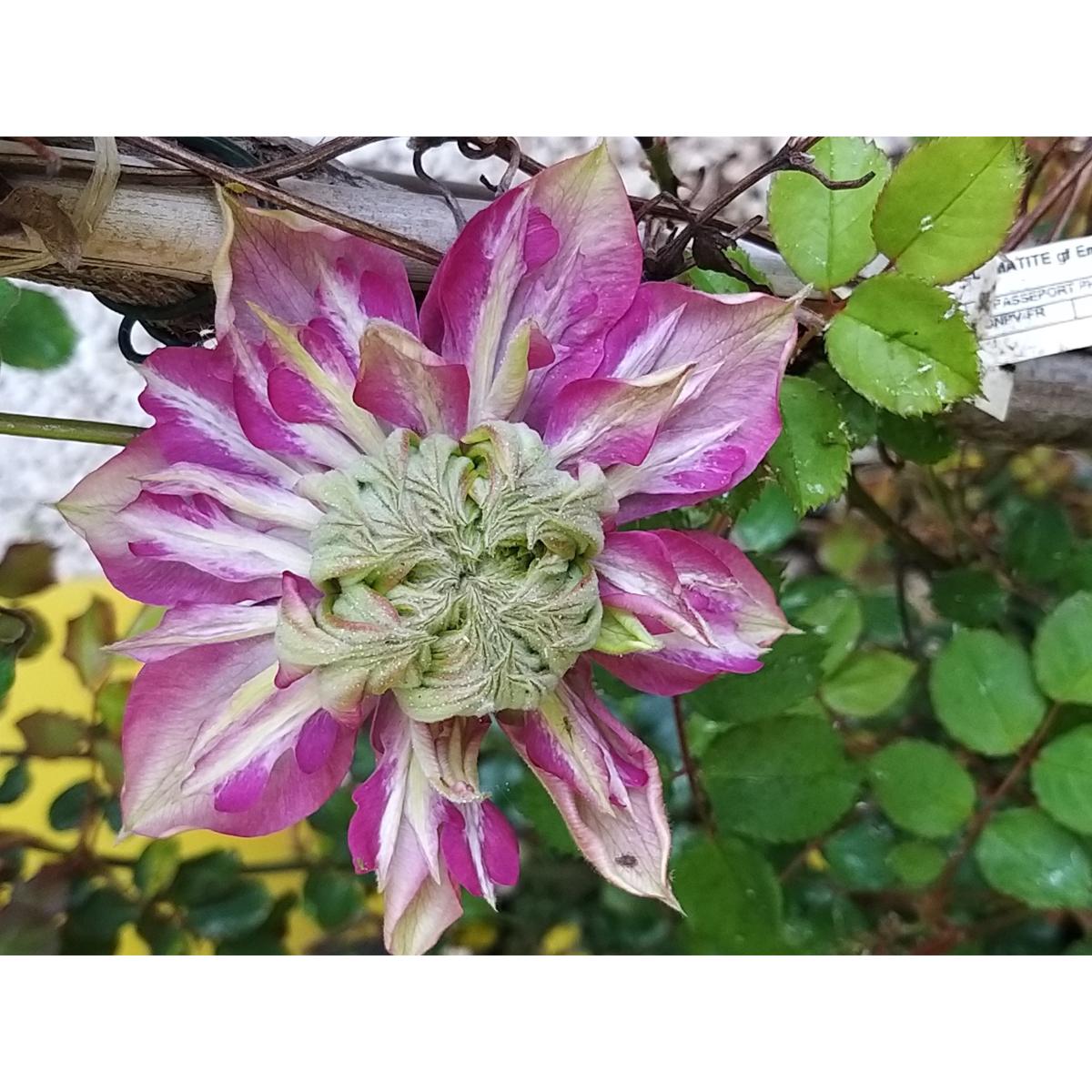 Clématite Kaiser (Empereur) - Clematis aux grandes fleurs rose vif