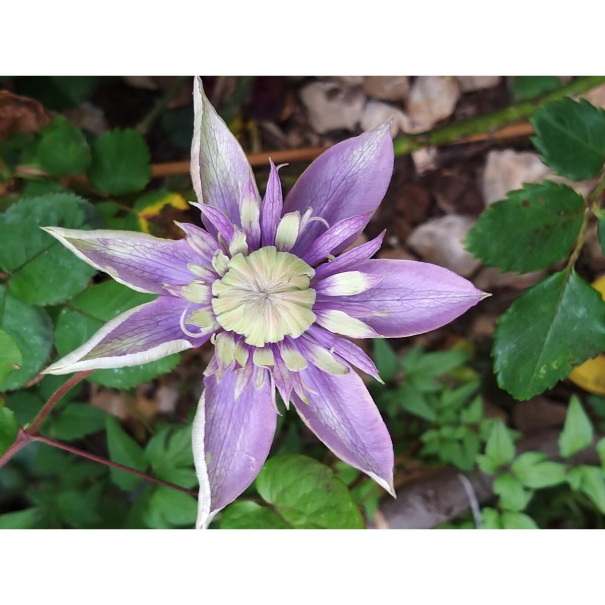 Clématite Kaiser (Empereur) - Clematis aux grandes fleurs rose vif