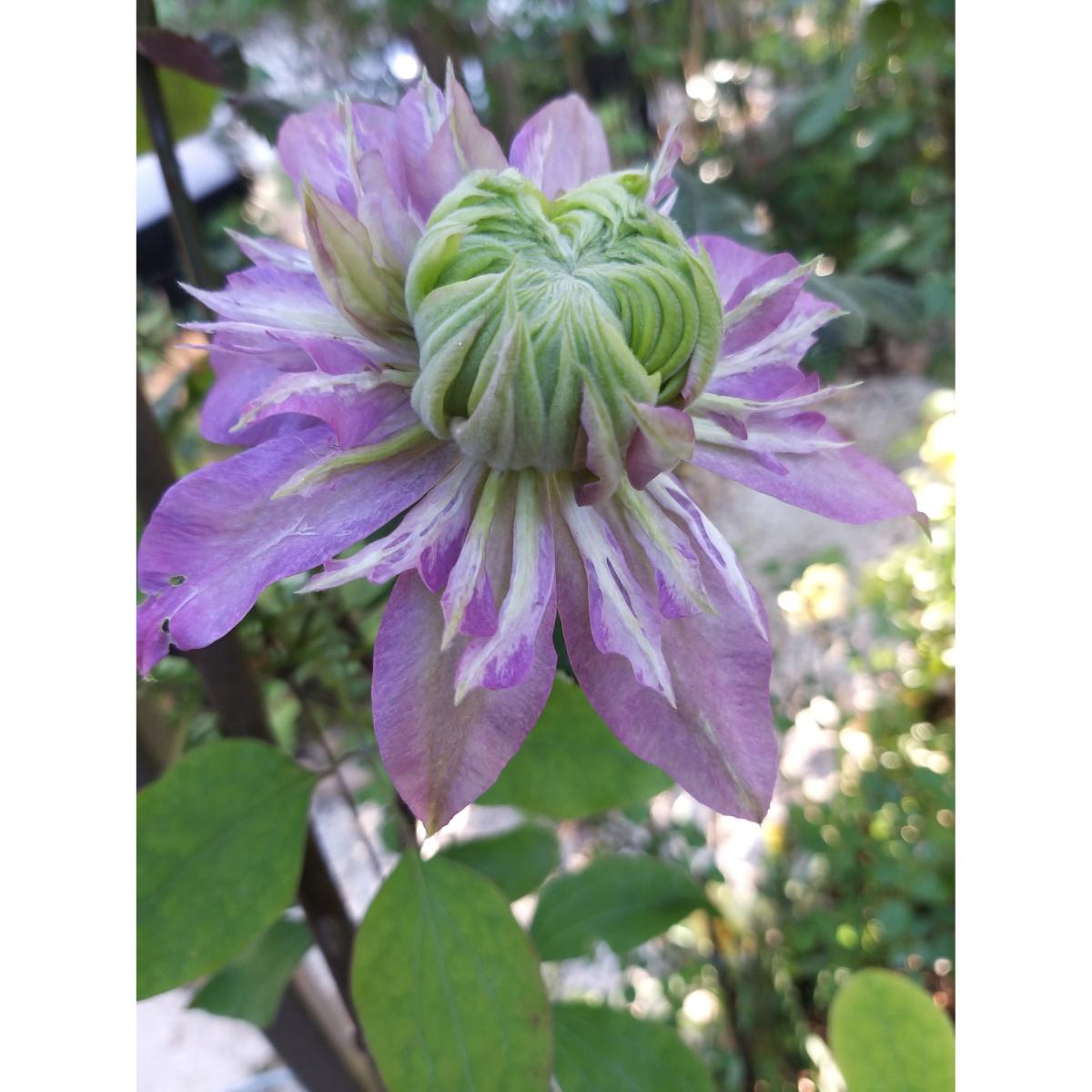 Clématite Kaiser (Empereur) - Clematis aux grandes fleurs rose vif