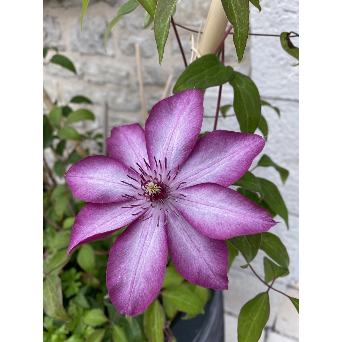 Clématite Picotee - Clematis patens à grandes fleurs étoilées bicolores