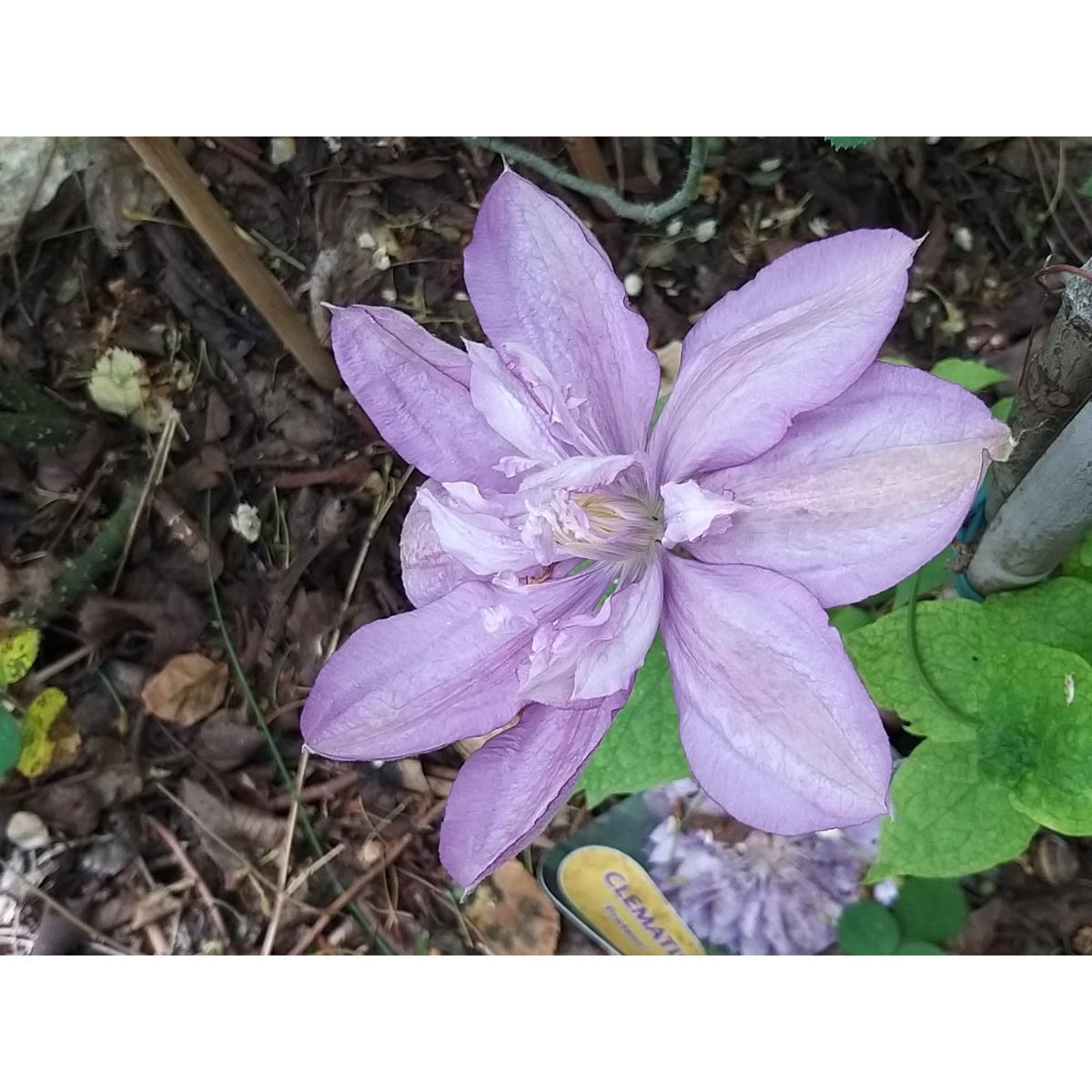 Clématite Proteus - Clematis précoce à grandes fleurs rose lilas