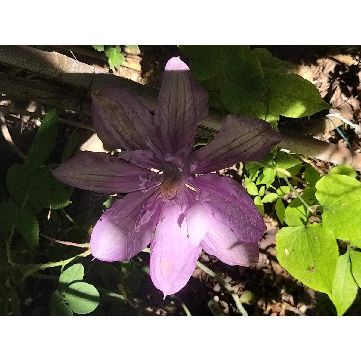 Clématite Proteus - Clematis précoce à grandes fleurs rose lilas