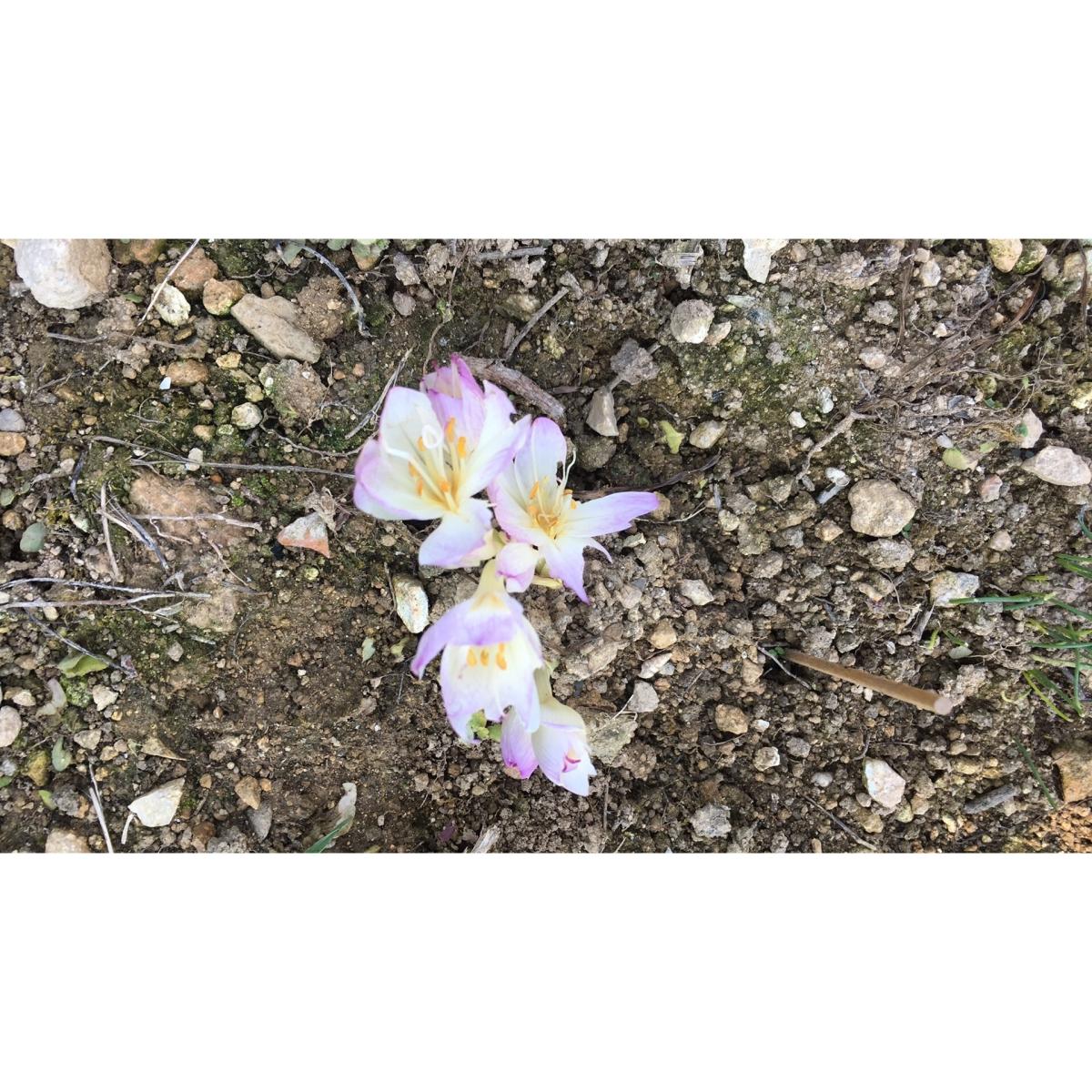 Colchique d'automne The Giant - Colchicum autumnale à grandes fleurs mauves
