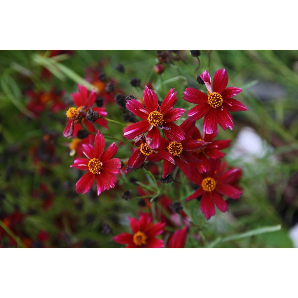 Coreopsis rosea Limerock Ruby - Coréopsis à fleurs rouge rubis