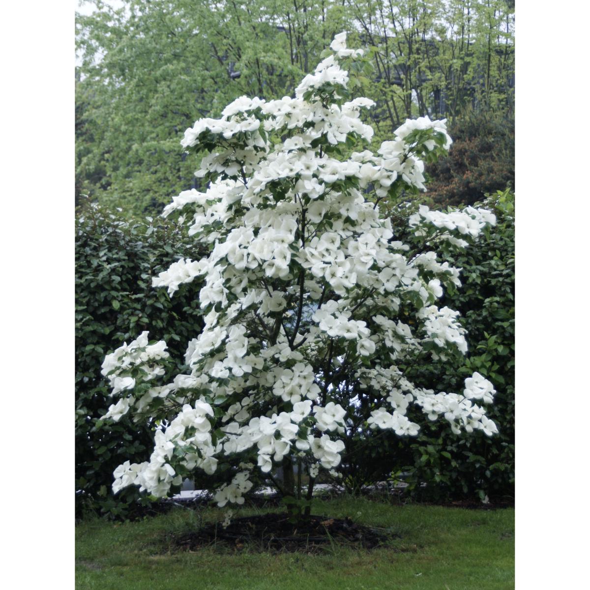Cornus kousa Venus - Cornouiller du Japon à très grandes fleurs blanches