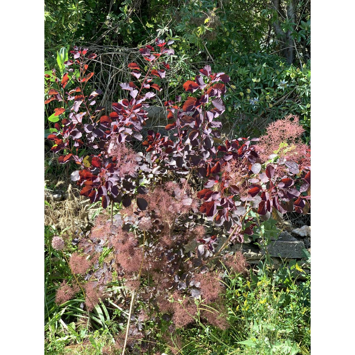 Cotinus coggygria Dusky Maiden - Arbre à perruque à plumeaux rose pourpre