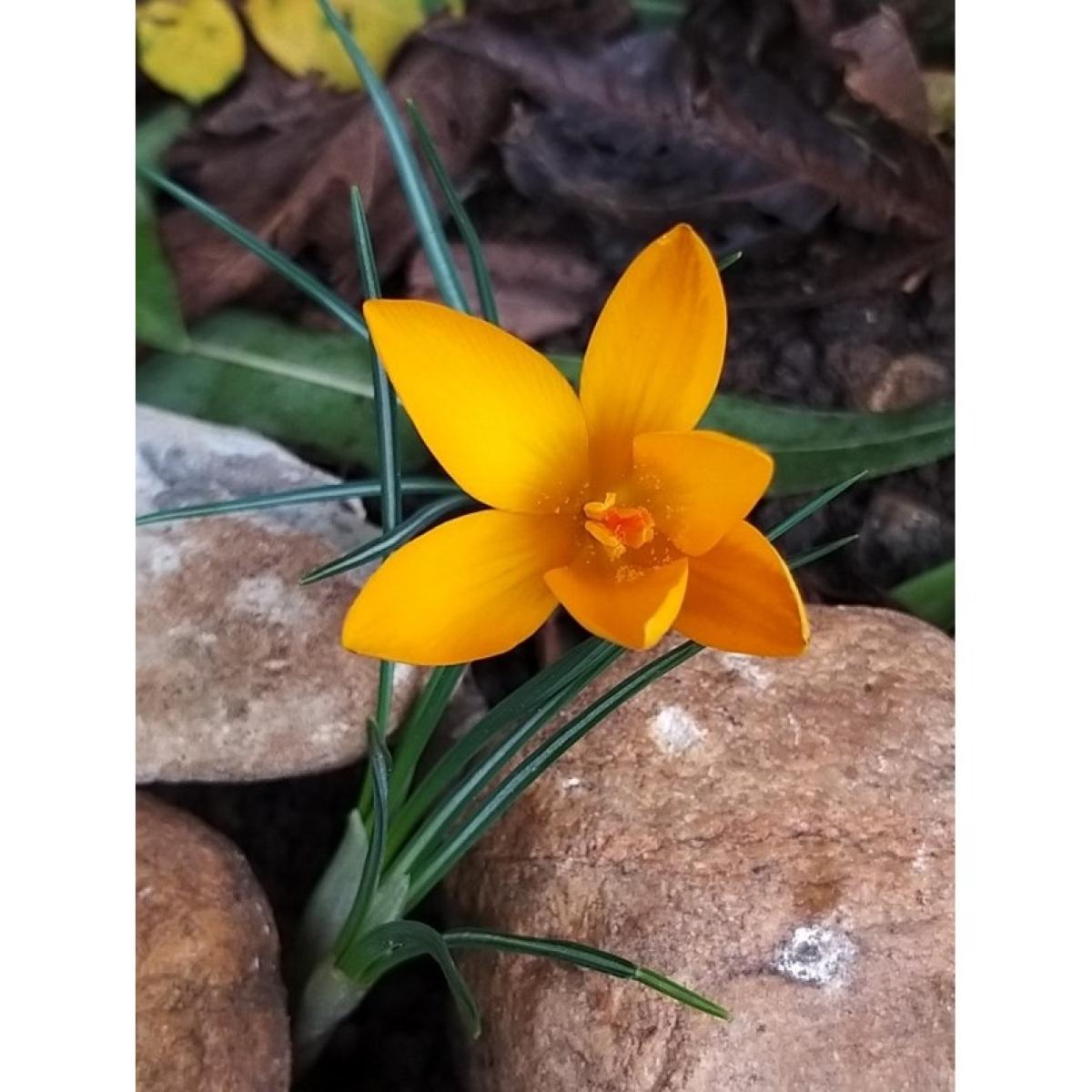 Crocus angustifolius - Petit bulbe botanique à floraison jaune orangée