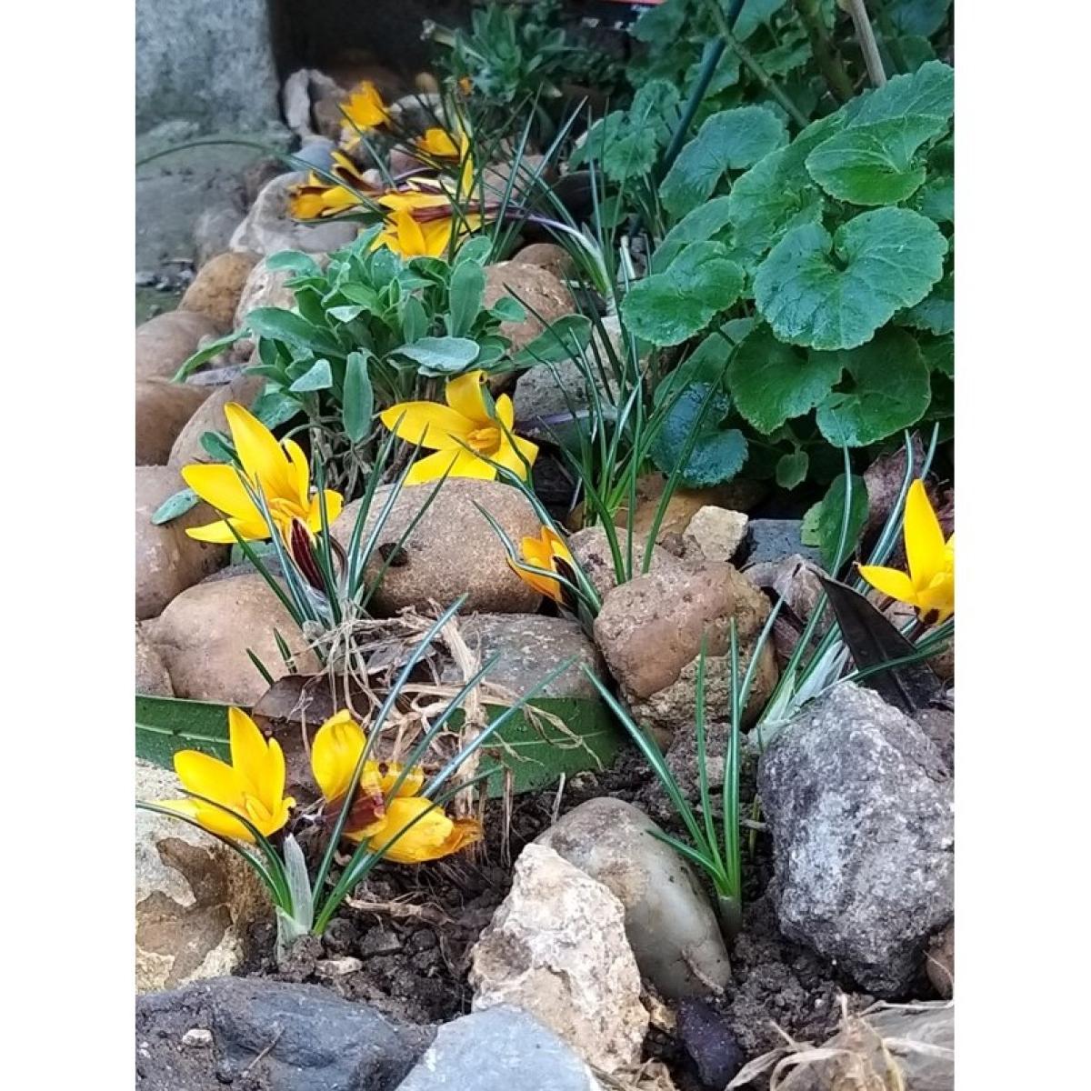 Crocus angustifolius - Petit bulbe botanique à floraison jaune orangée