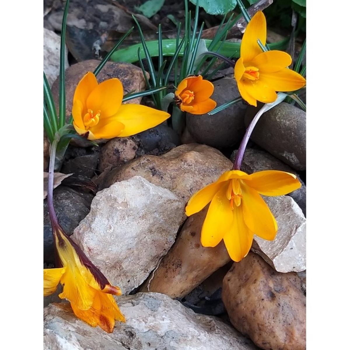 Crocus angustifolius - Petit bulbe botanique à floraison jaune orangée