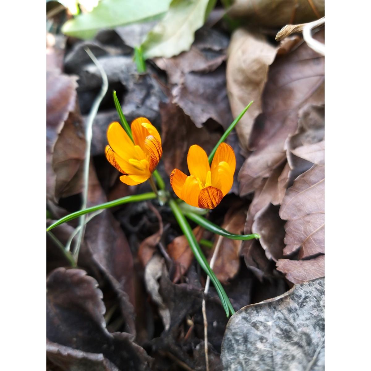 Crocus chrysanthus Orange Monarch - Bulbe - Des fleurs orange striées ...