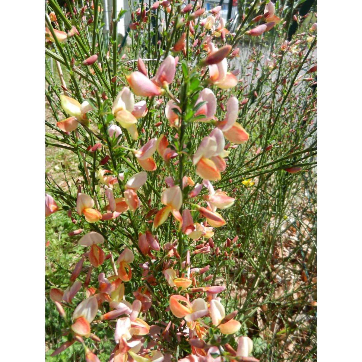 Cytisus procumbens Zeelandia - Genêt à balais à fleurs lilas et crème