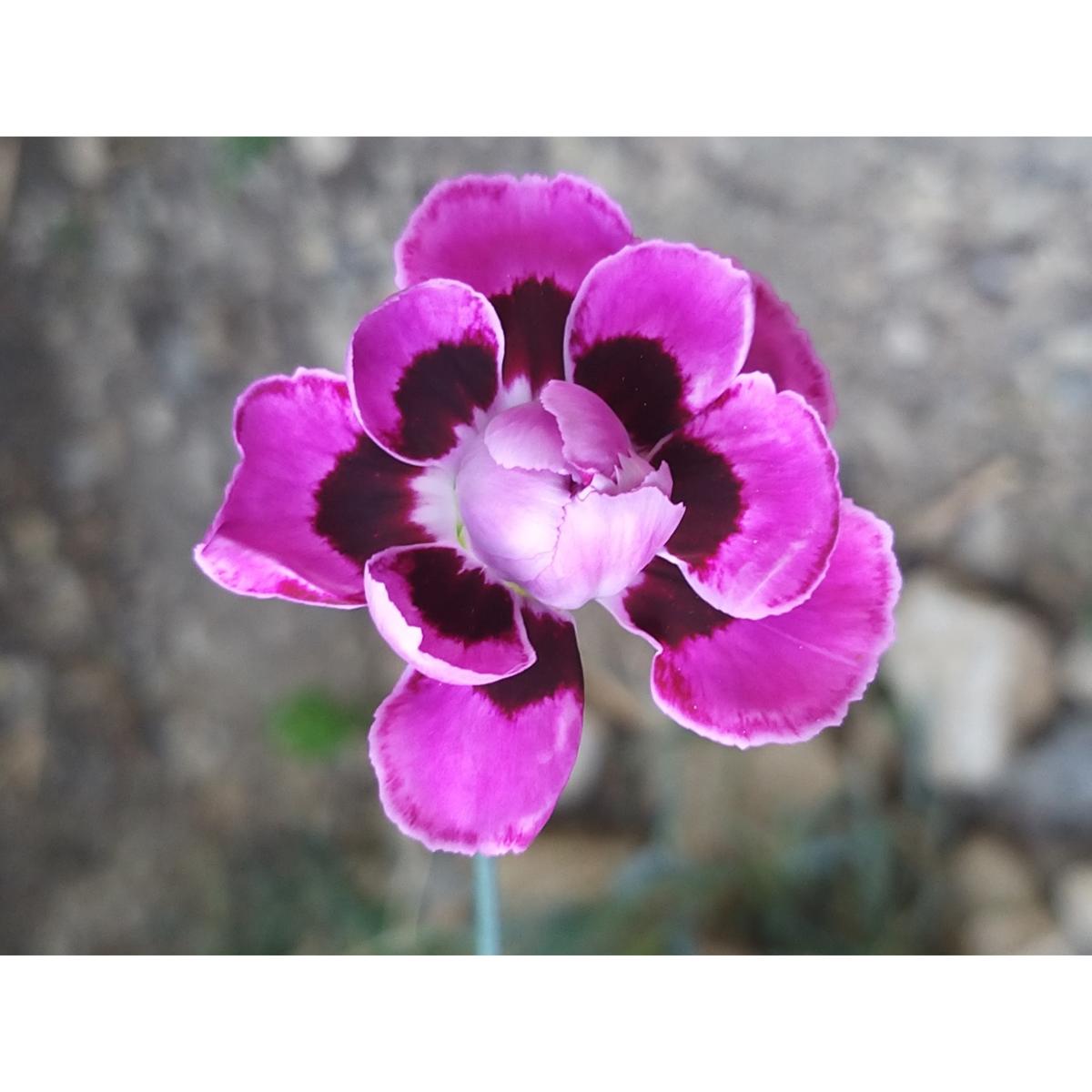 Dianthus plumarius Laced Monarch - Oeillet mignardise aux fleurs rose ...