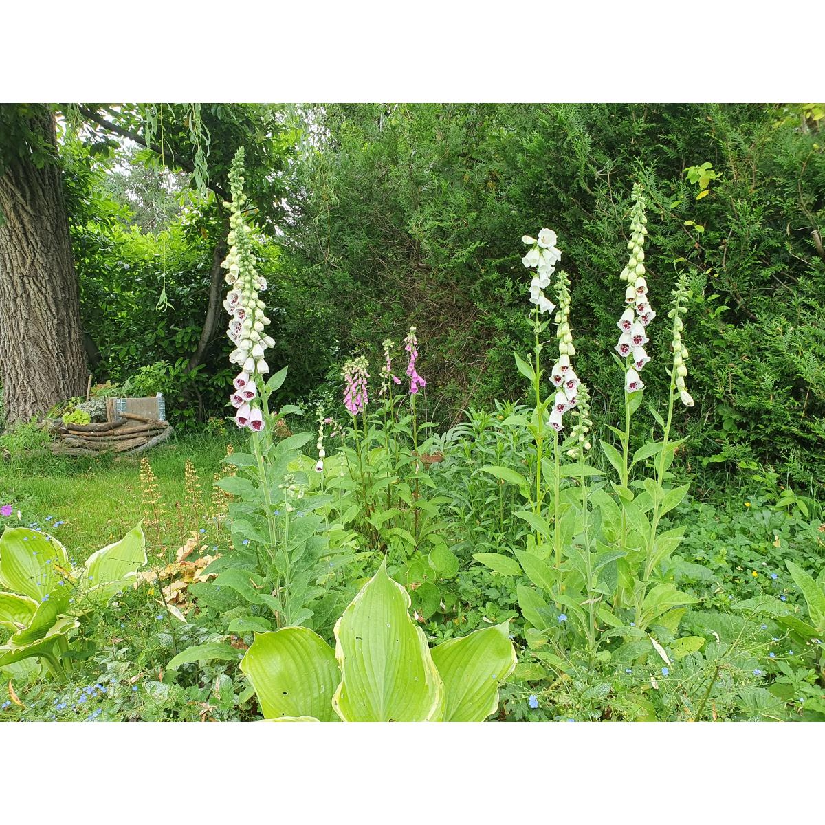 Digitalis purpurea Pam's Choice - Digitale à fleurs blanches et gorge ...