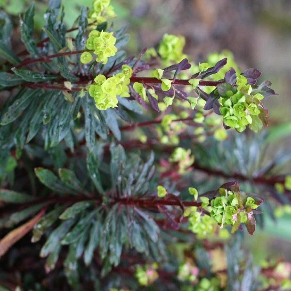 Euphorbe des bois pourpre – Euphorbia amygdaloides purpurea