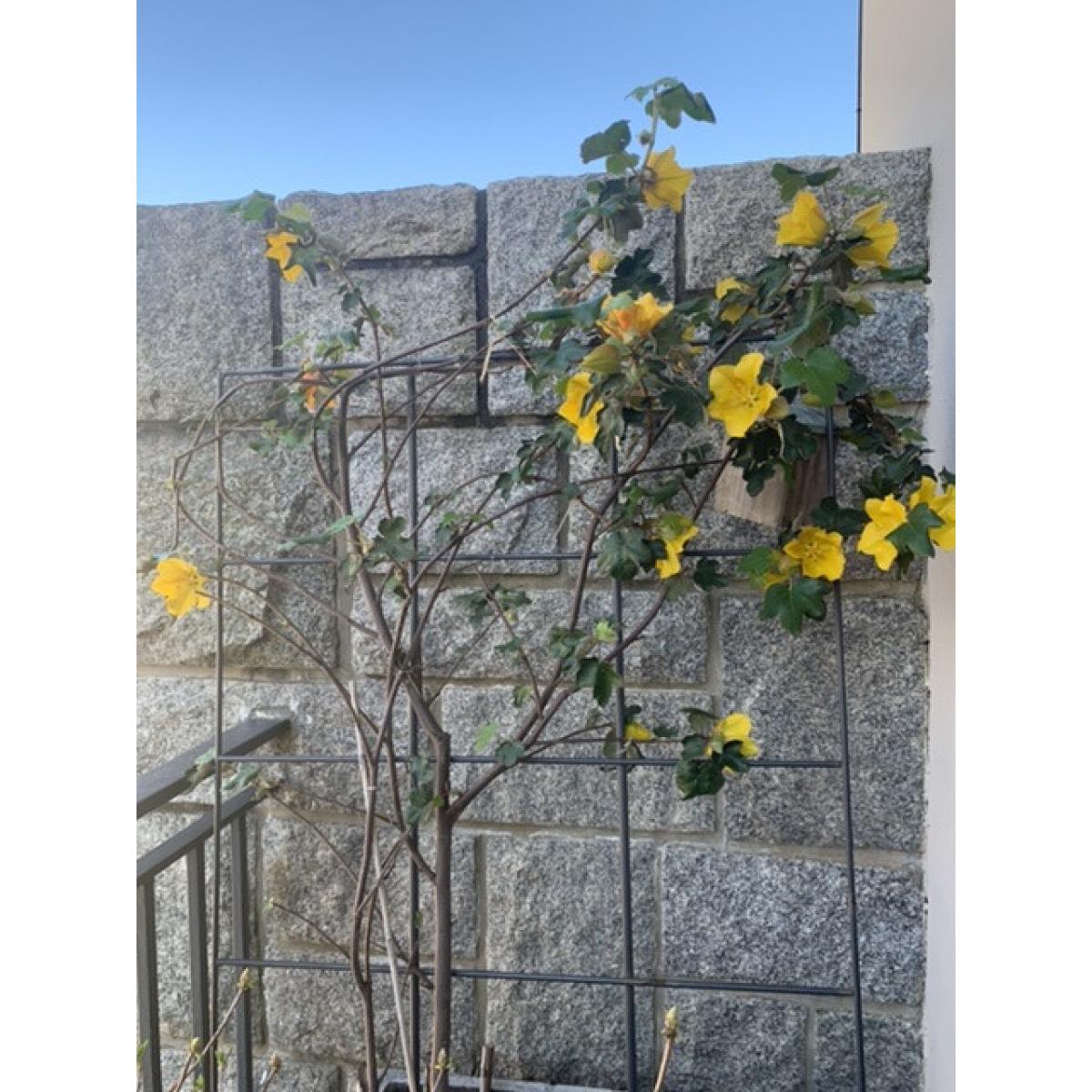 Fremontodendron californicum - Fremontia de californie - Flannel busch