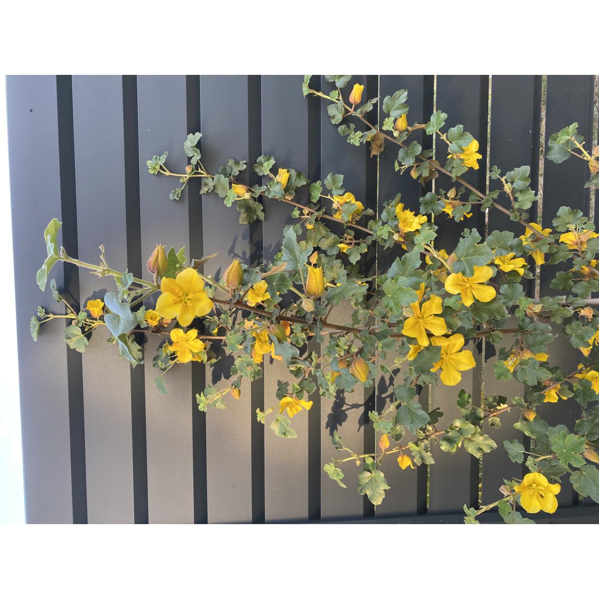 Fremontodendron californicum - Fremontia de californie - Flannel busch